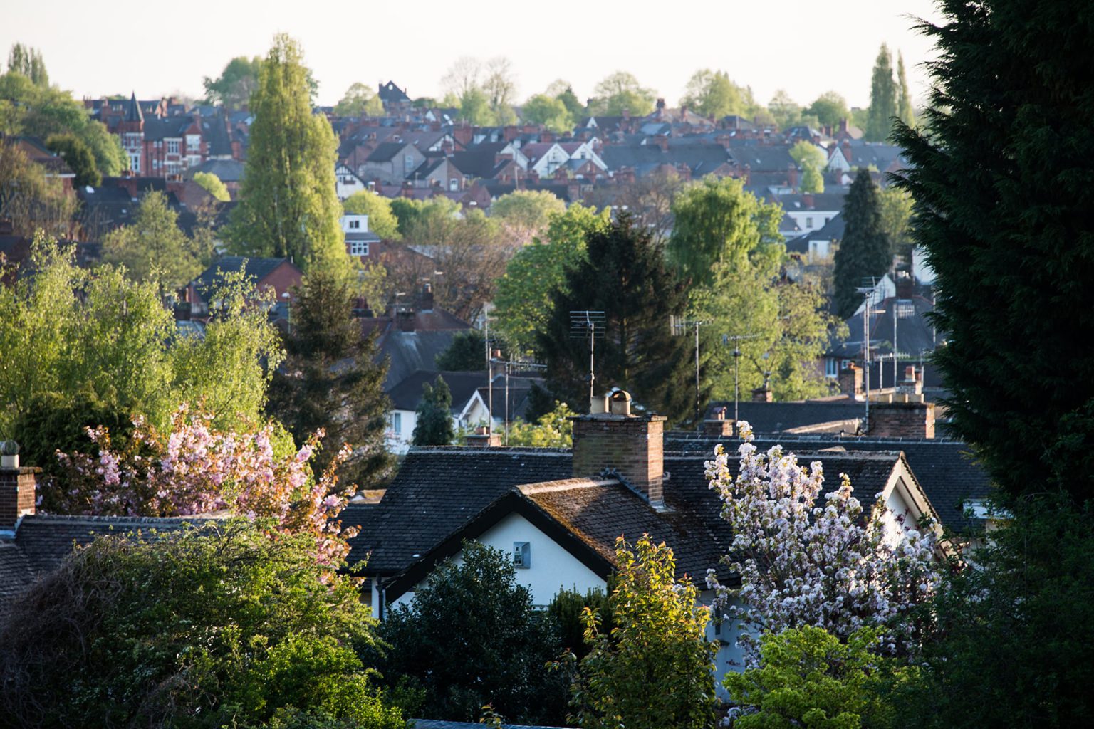 Driving Tree Equity with The Woodland Trust - Celebrating International ...